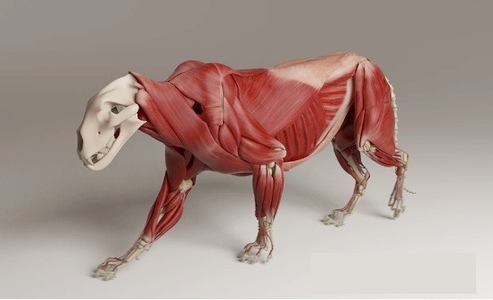 Ziva Dynamics Ziva VFX下载-Ziva Dynamics Ziva VFX最新版下载-PC下载网